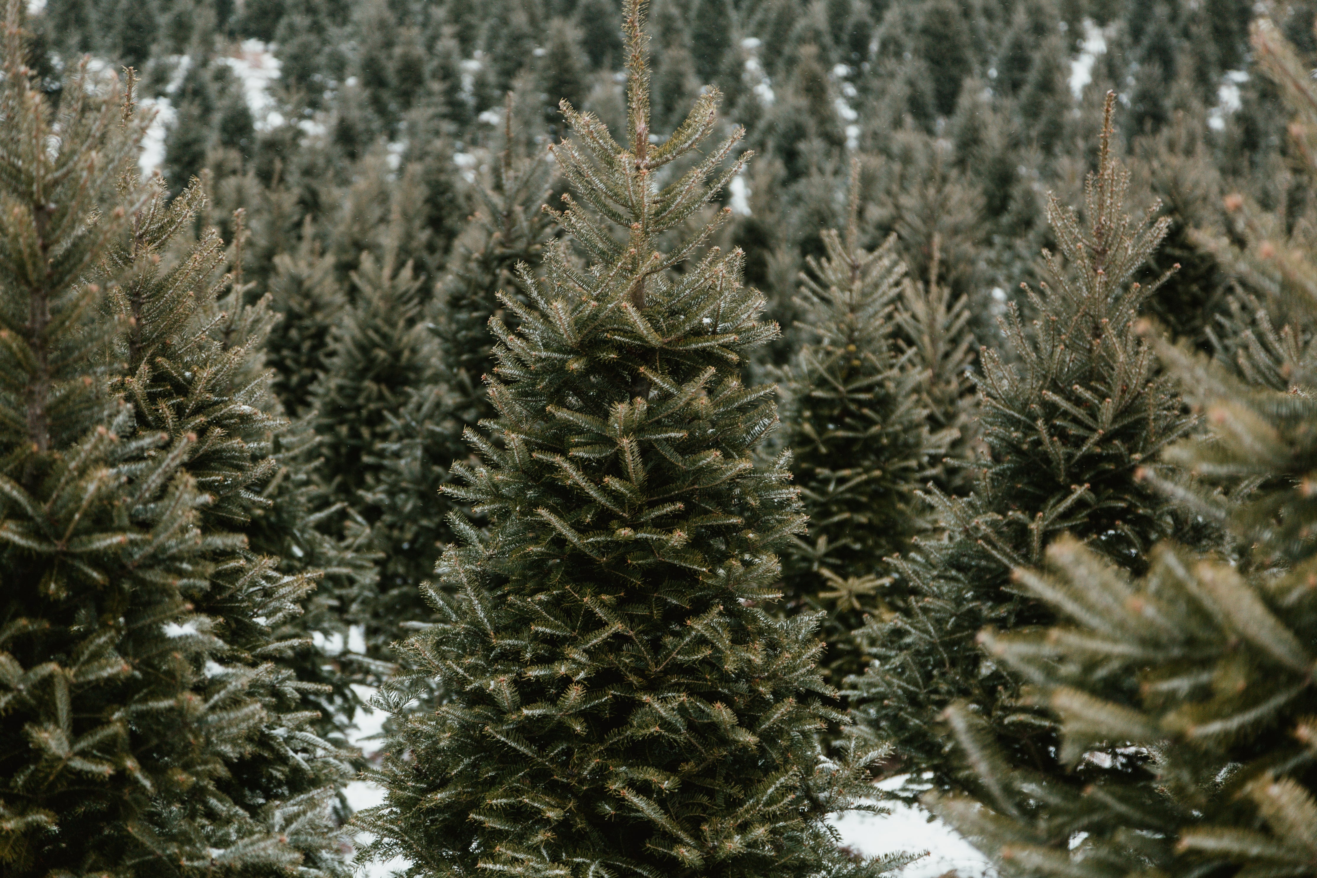 Christmas Trees – Plymouth Garden Centre